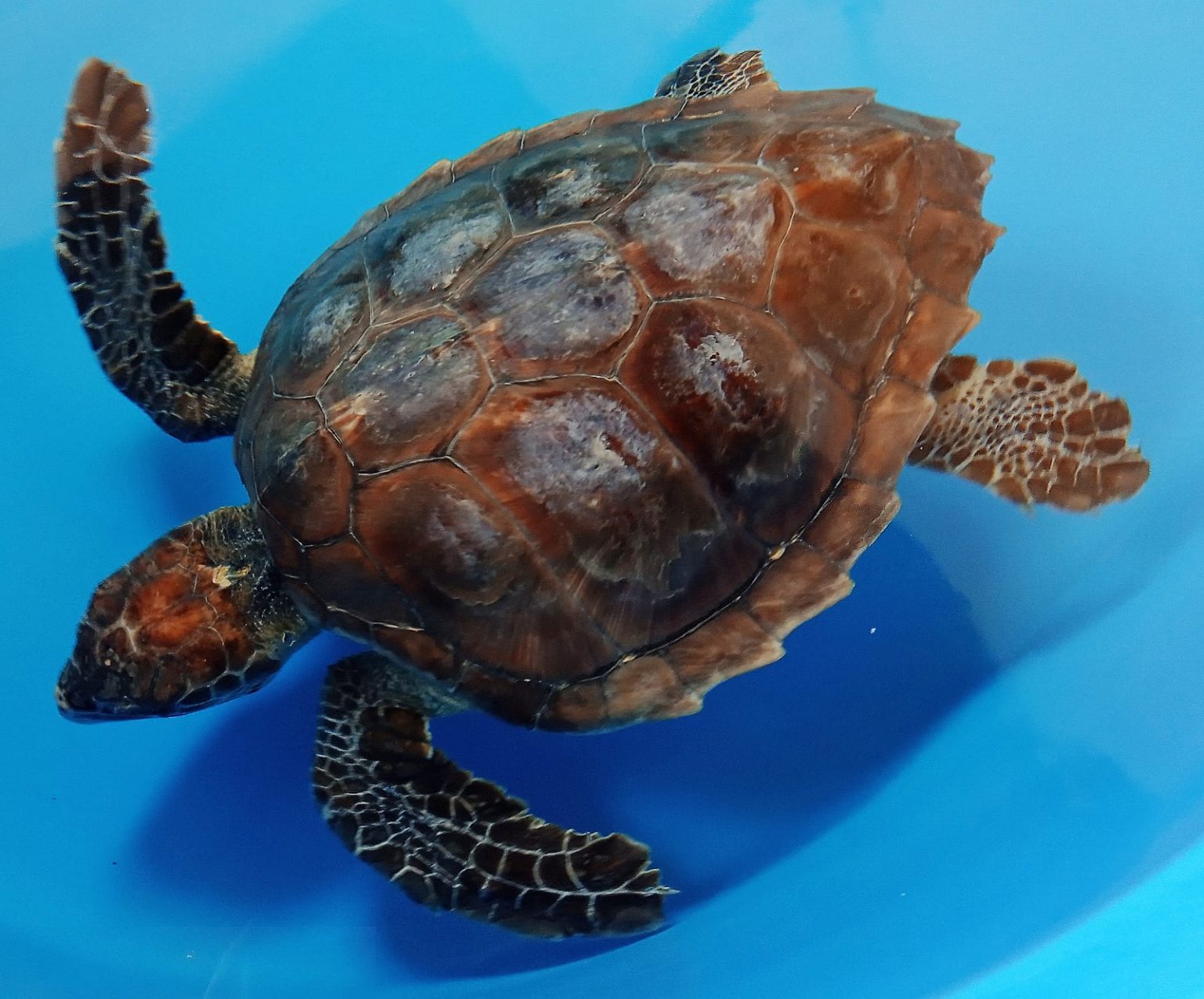 Climate change: how is it affecting sea turtles? | The AEGEEan - AEGEE ...