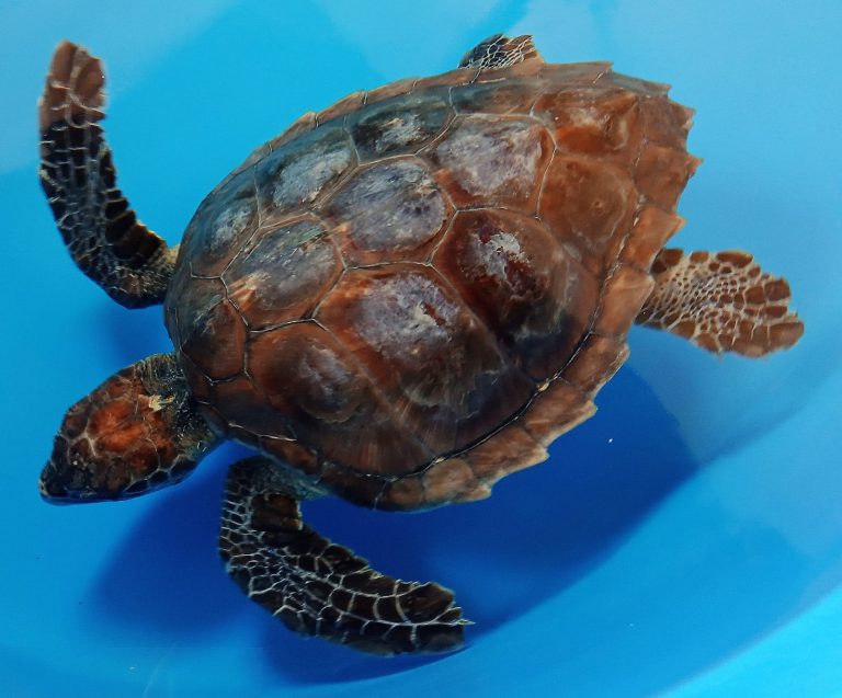 Climate change: how is it affecting sea turtles? | The AEGEEan - AEGEE ...